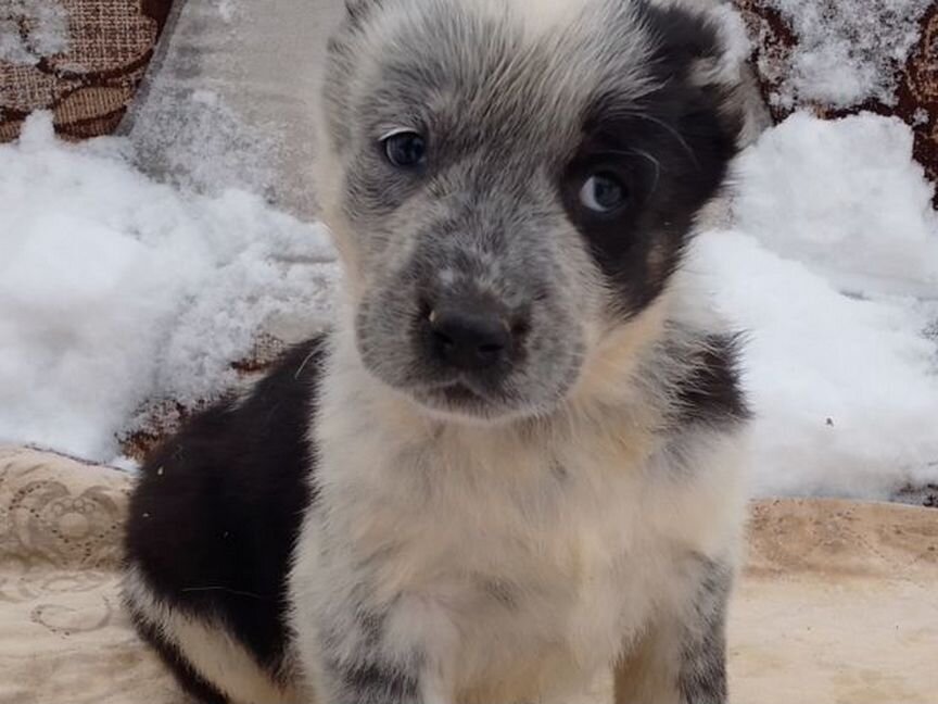 Шикарный кобель азиат