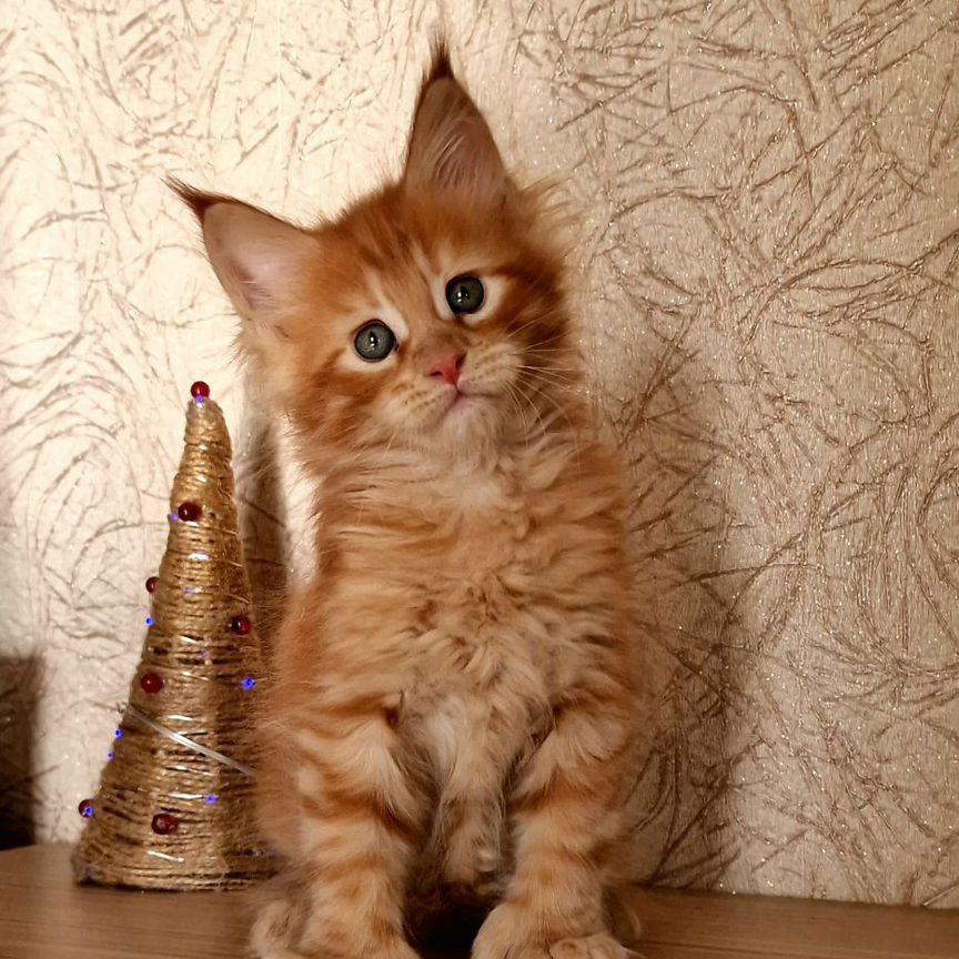 Мейн-кун полидакт с документами