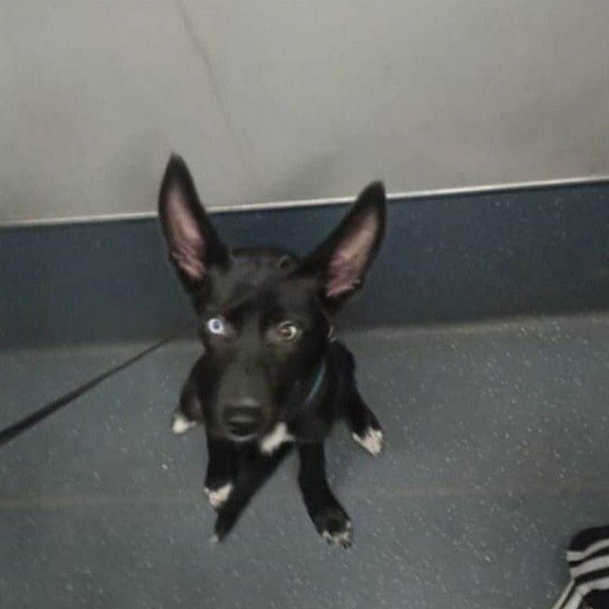 Спасите песика