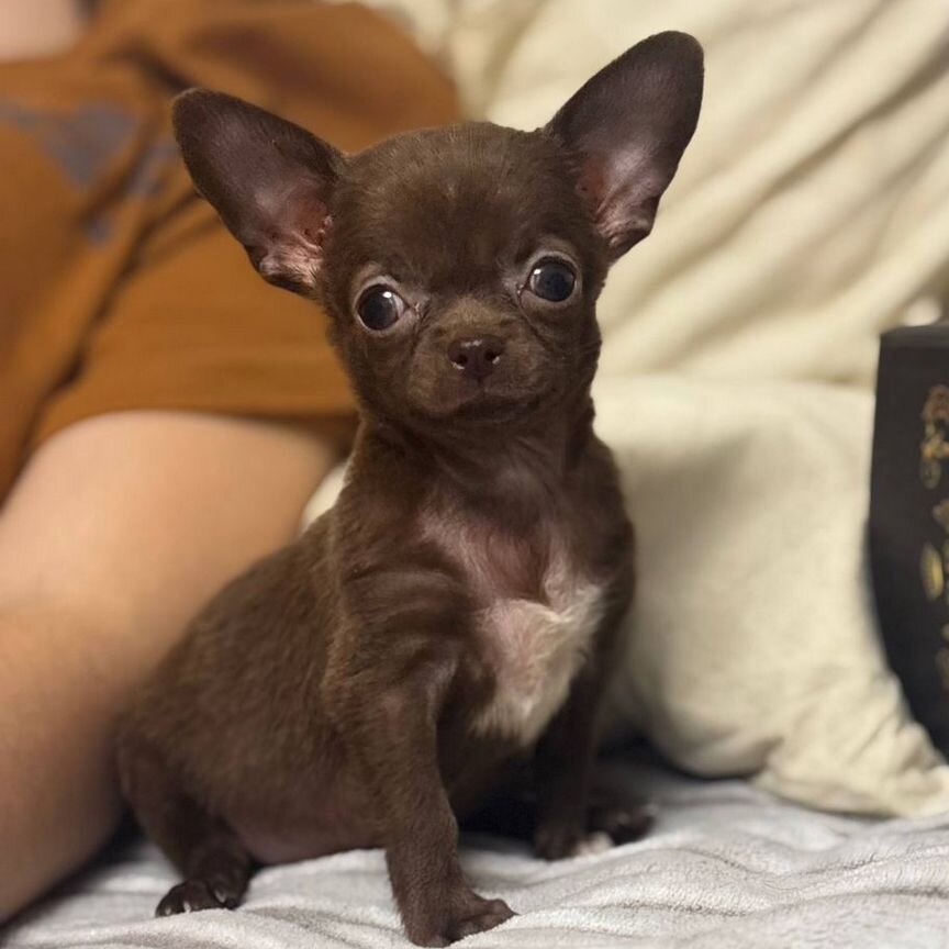 Чихуахуа, щенок