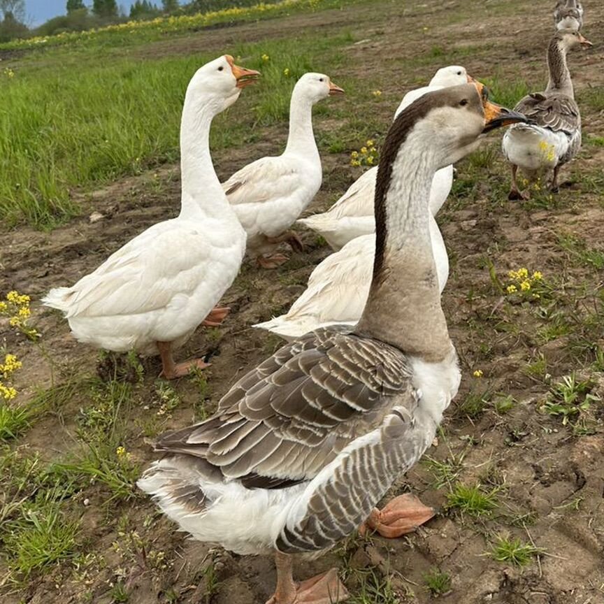 Гуси,семейная пара