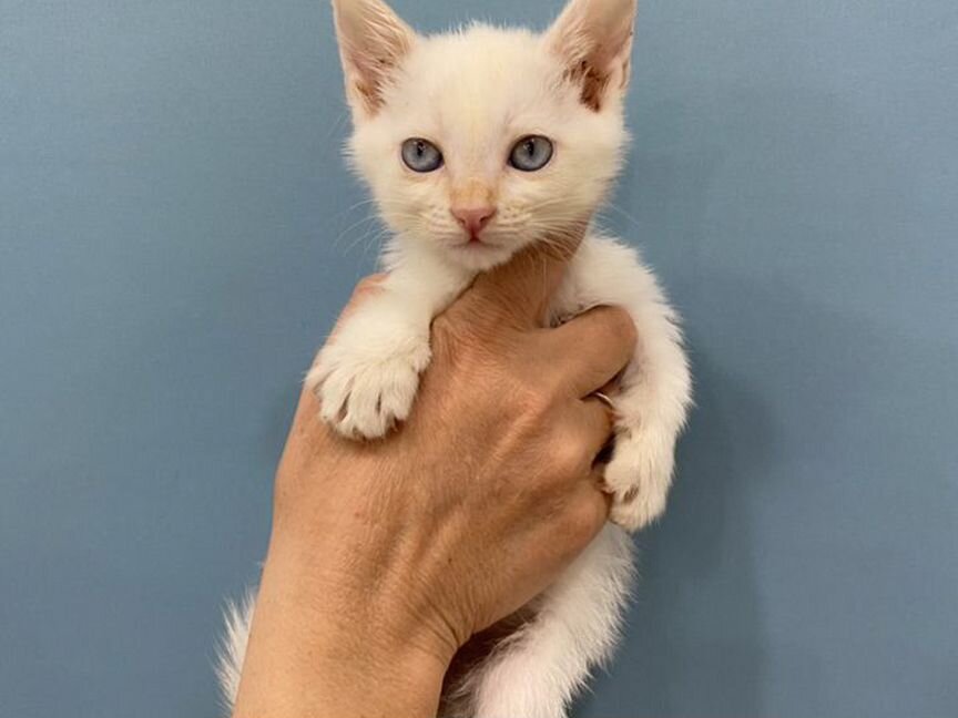 Голубоглазое чудо