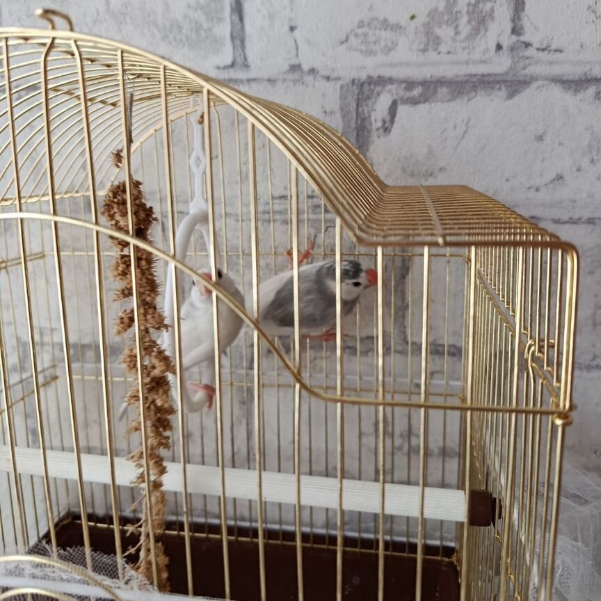 Зебровые амадины