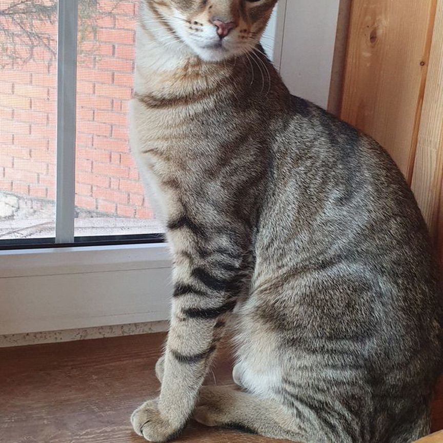Котенок Чаузи F3