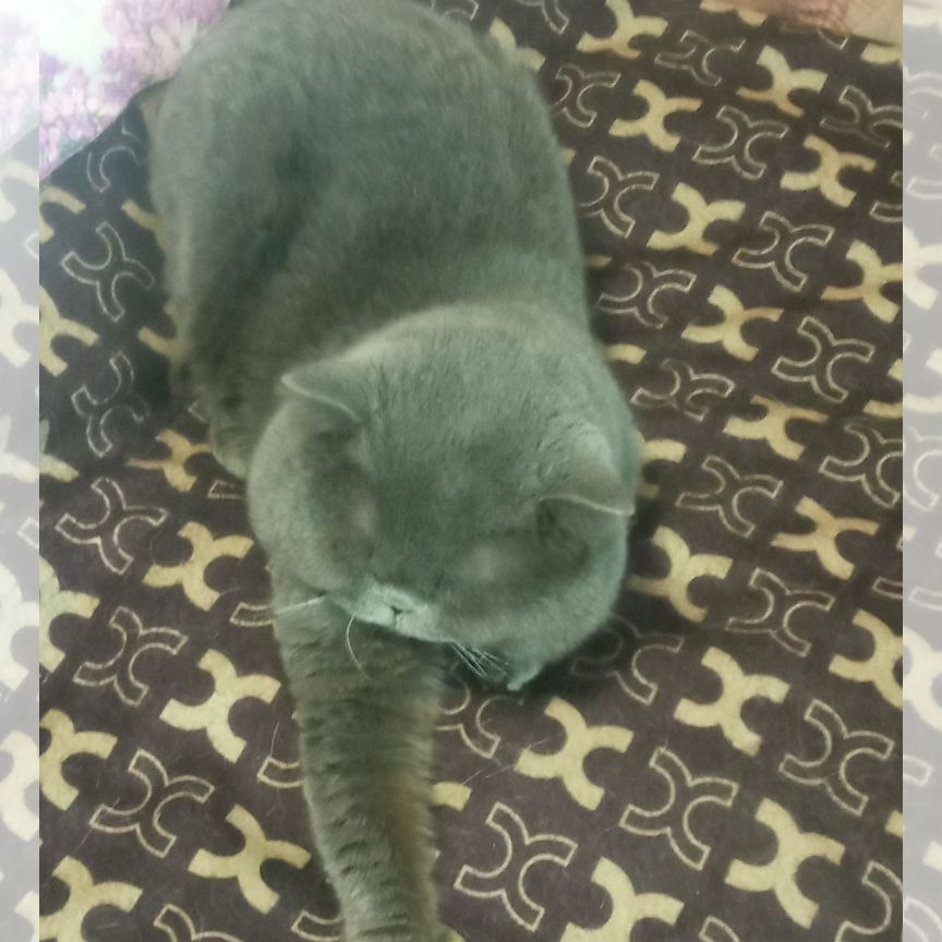 Отдам британского кота