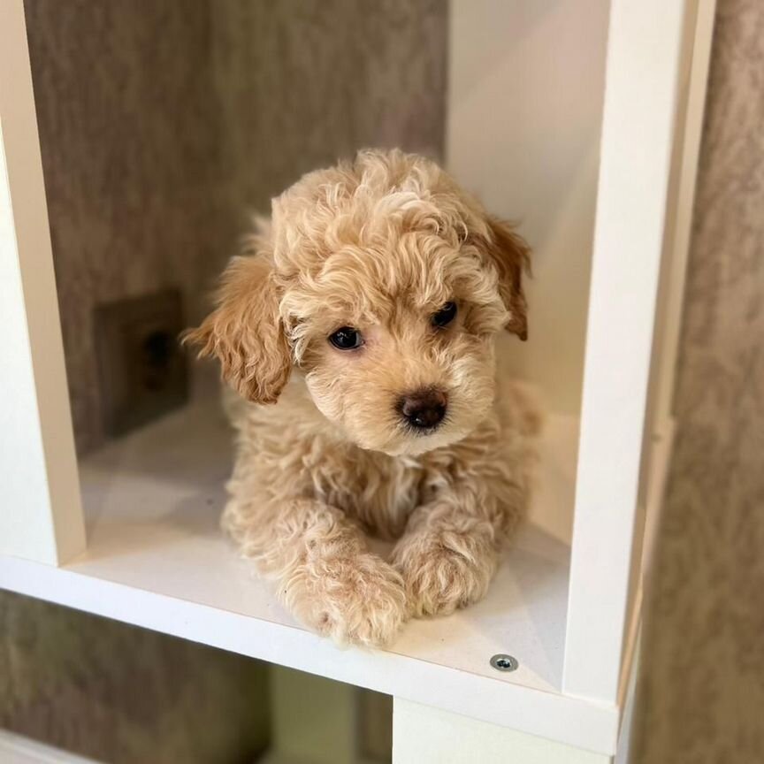 Мальтипу F1 стандарт