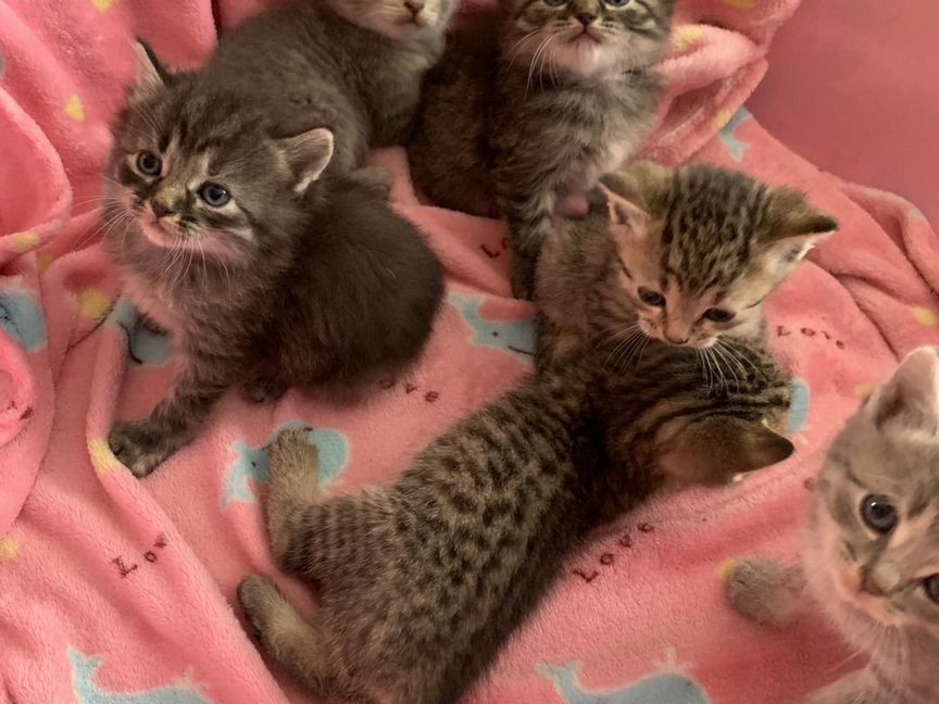 Котятя смесь бесплатно