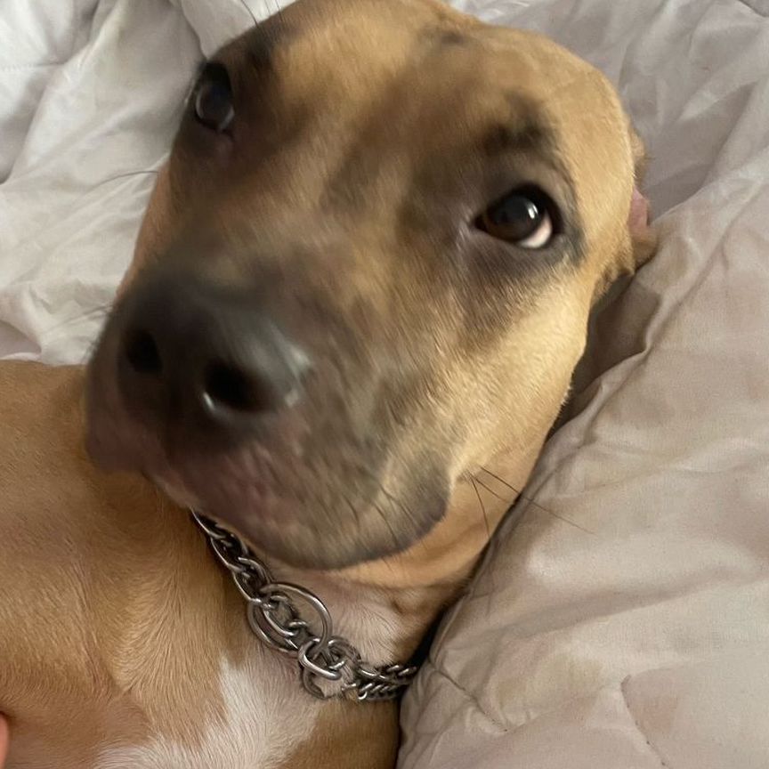 Американский стаффордширский терьер, щенок