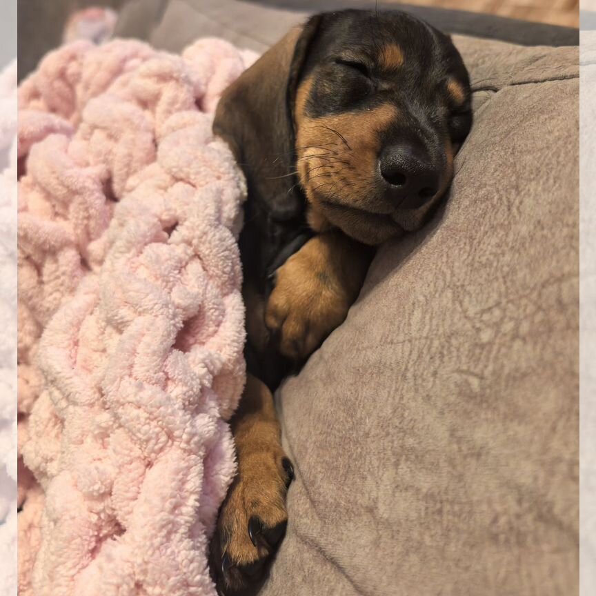 Такса, щенок