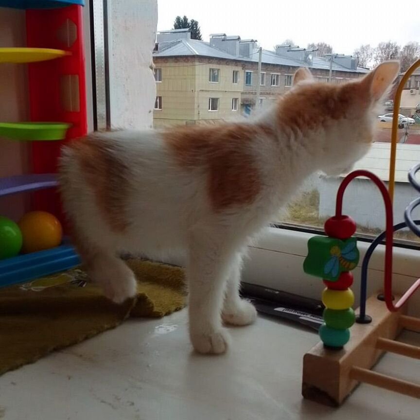 Котята в добрые руки мальчики рыжие