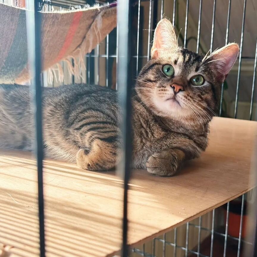 Котёнок в добрые руки