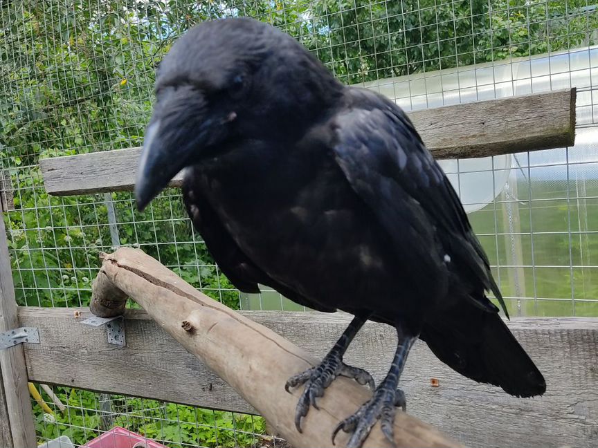 Чёрный Ворон