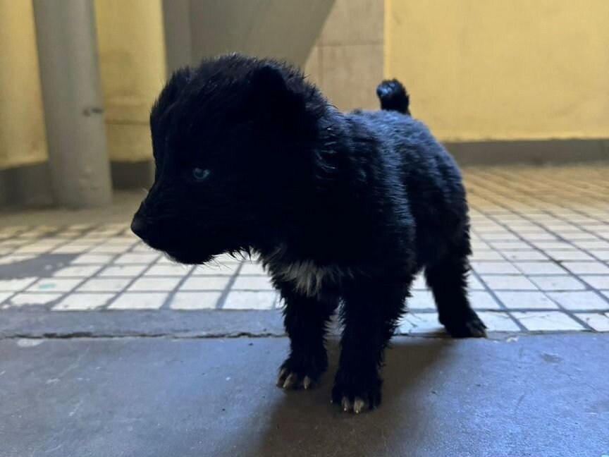 Щенок Подбросили в подьезд