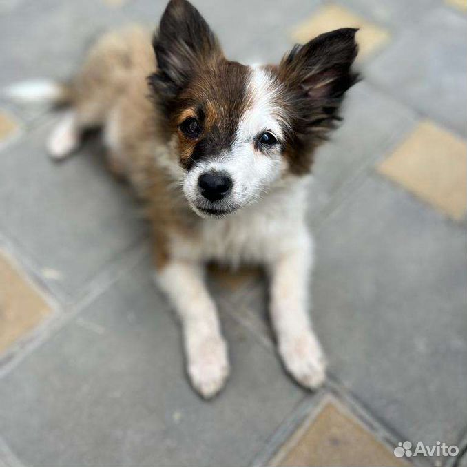 Щенки похожие на Папийона