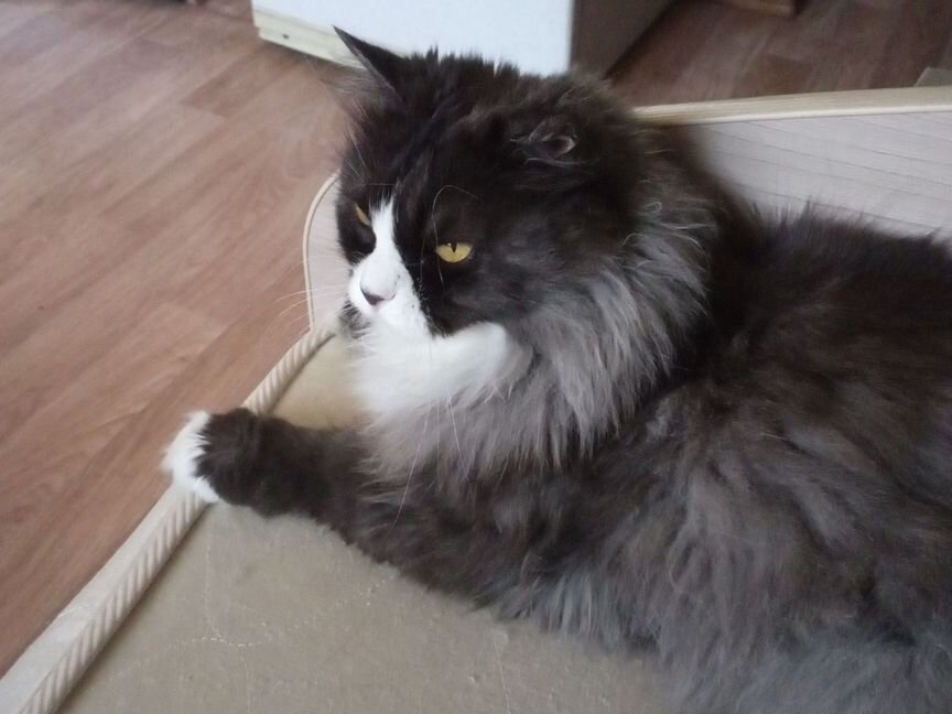 Сибирский кот