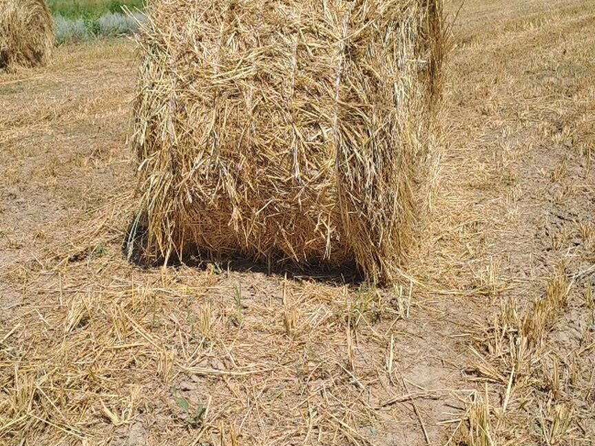 Сено суданка кукуруза сладкая