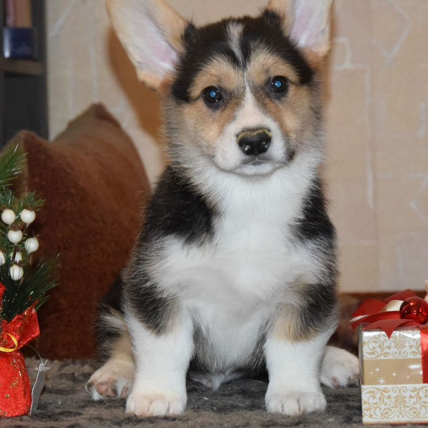 Вельш Корги Пемброк, щенок