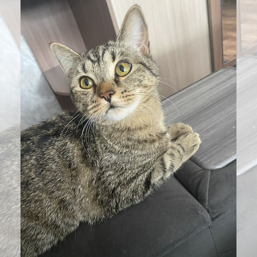 Вязка кошки девочка