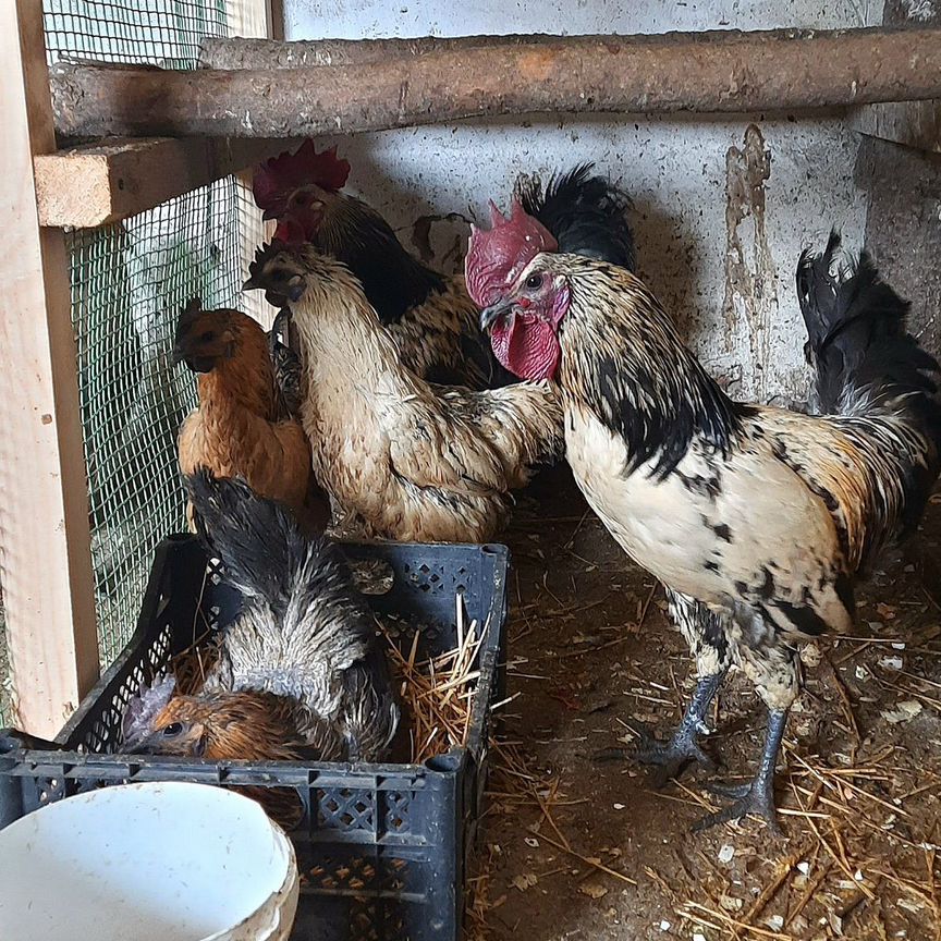 Молодые петухи