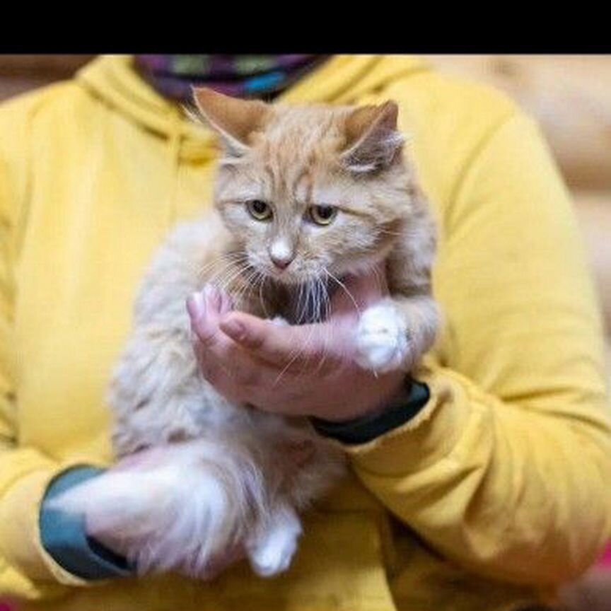 Невероятно красивый котенок ждёт вас в приюте