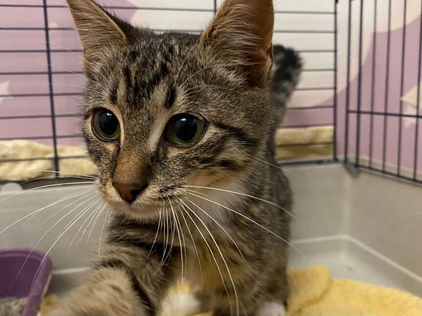 Котенок. Девочка в клетке. Мо.В добрые ручки