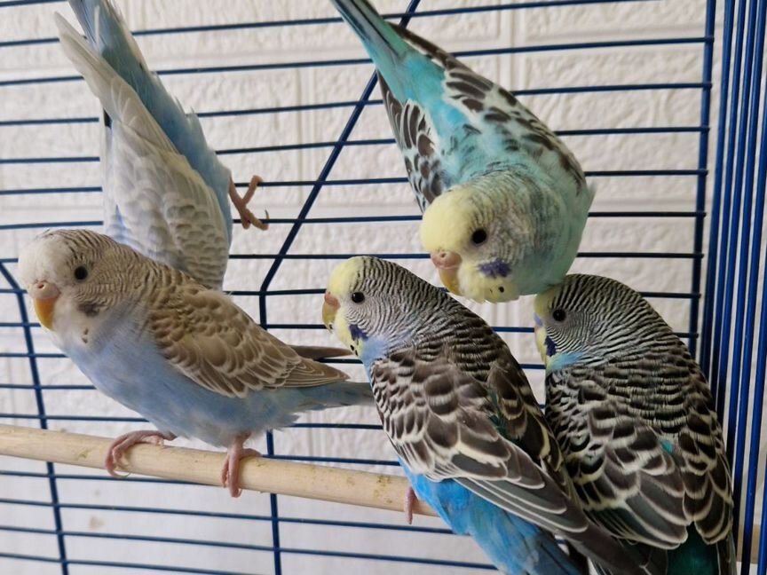 Волнистый попугай