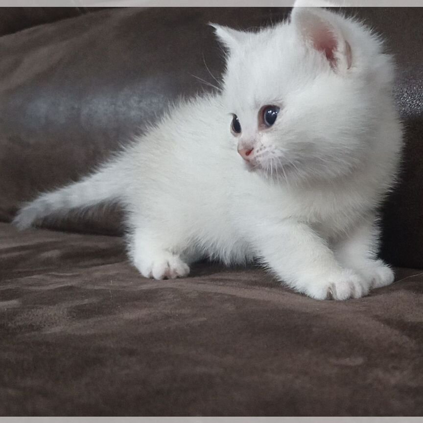 Британский короткошёрстный котёнок