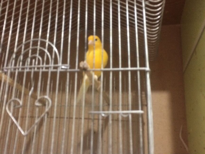 Кенара и канарейки