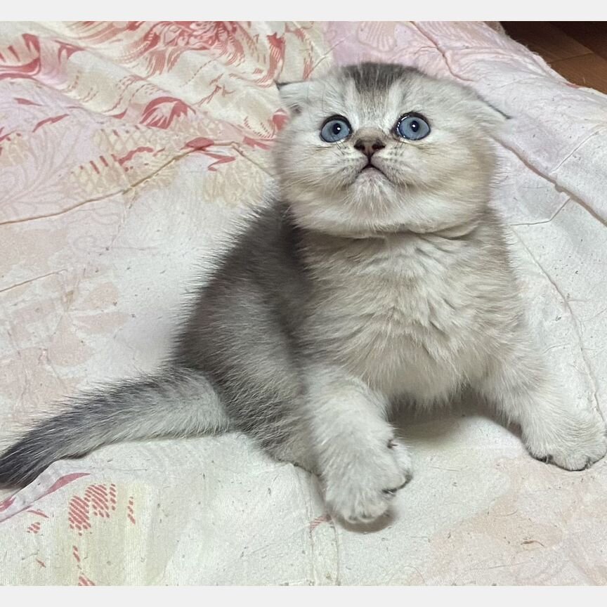 Шотланская вислоухая
