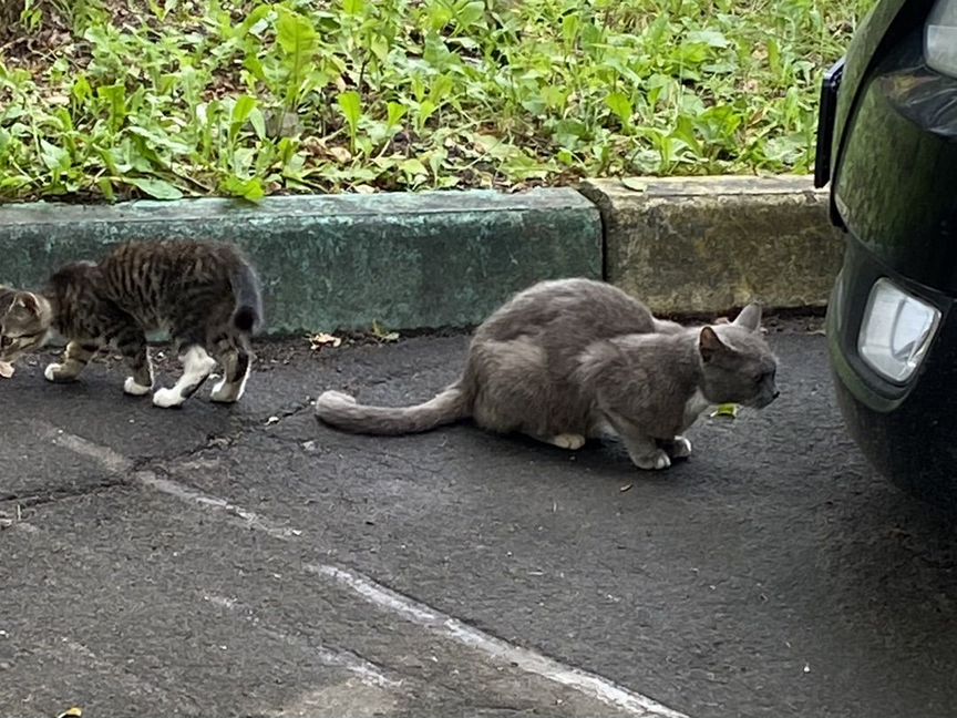 Котята в опасности