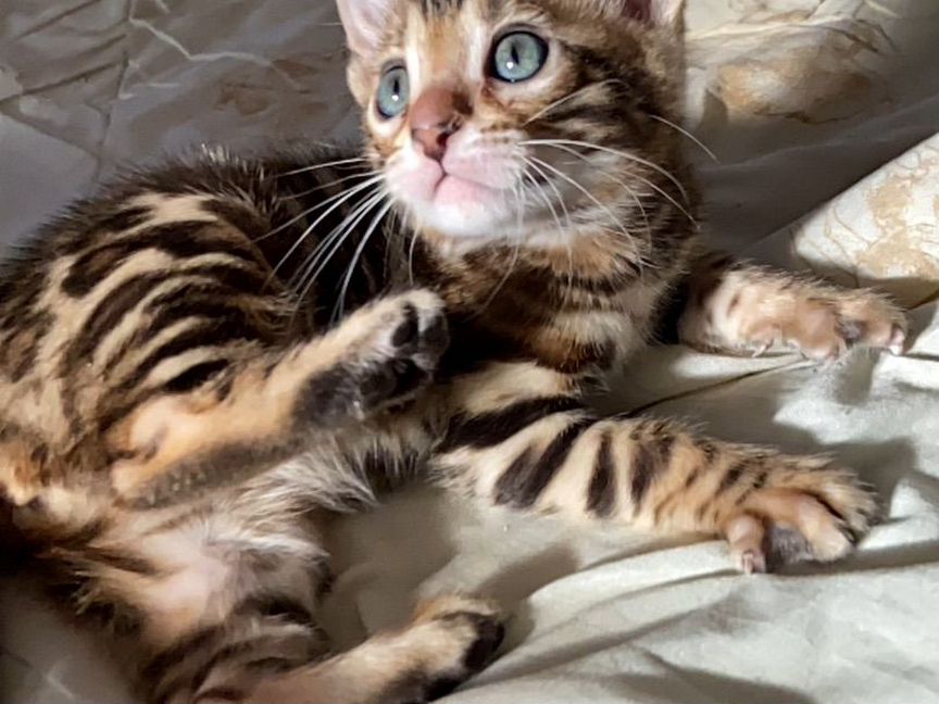 Бенгальская