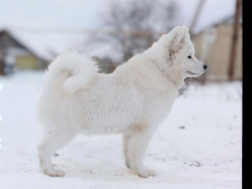 Самоедская лайка