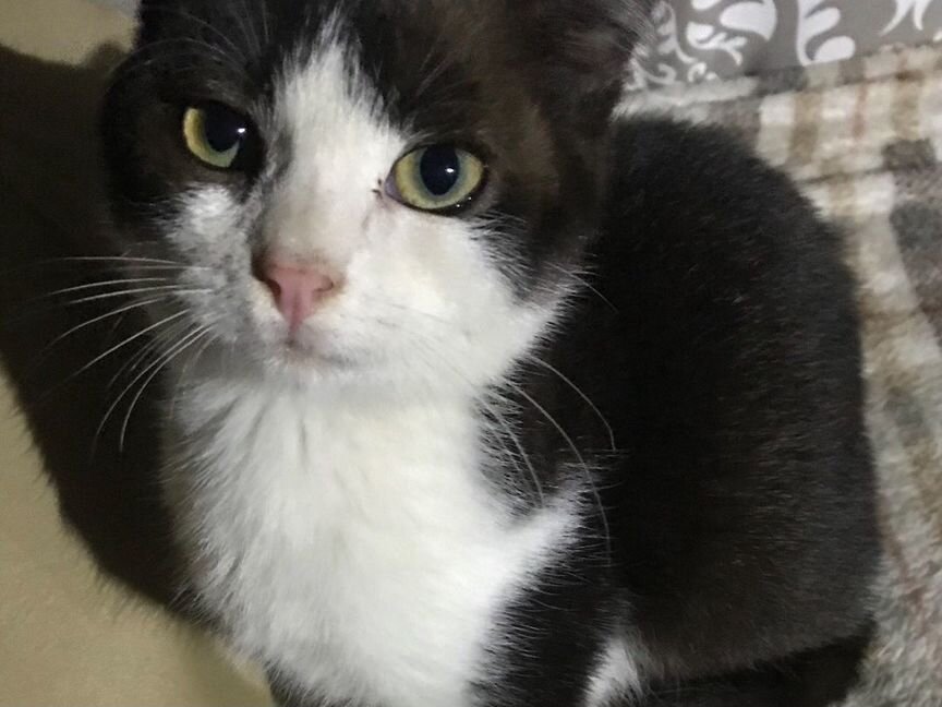 Кошка в дар бесплатно