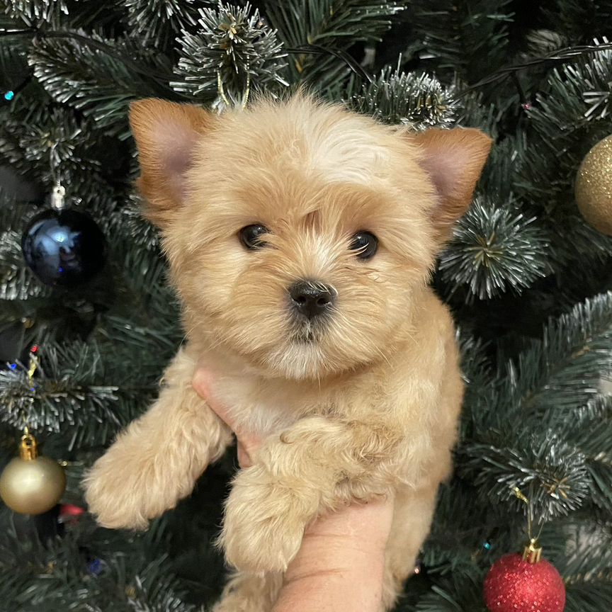 Золотой йорк