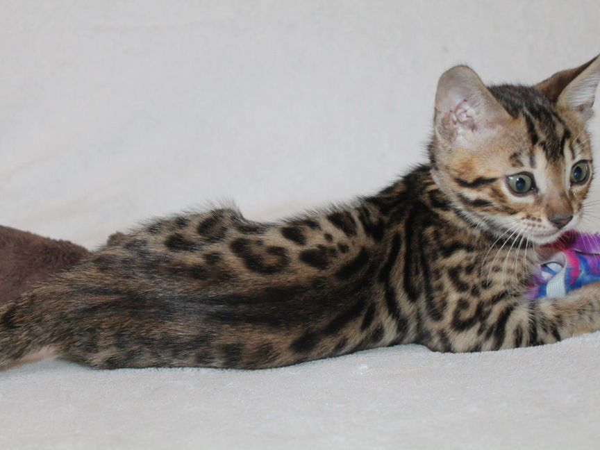 Бенгалы с документами