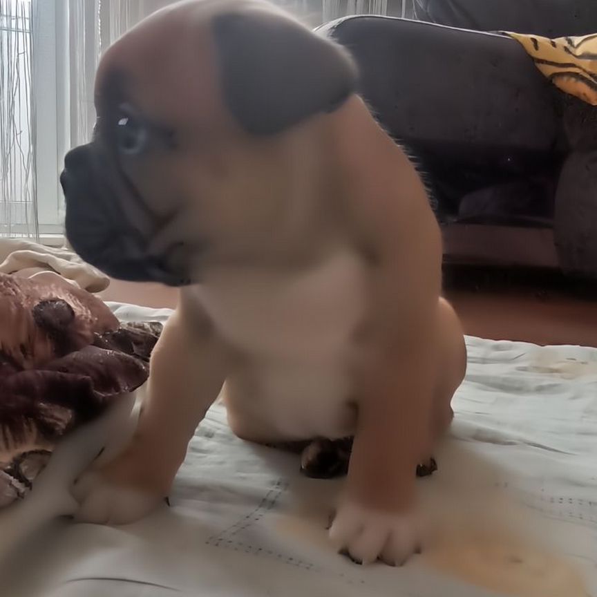 Французский бульдог, щенок