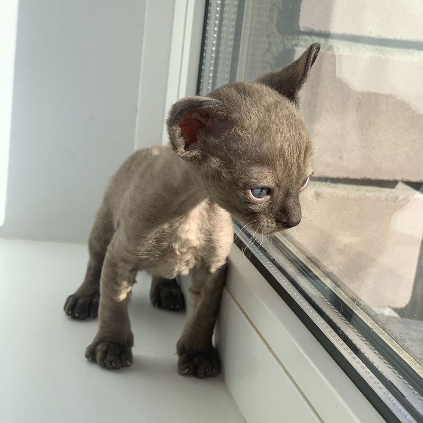 Котята корниш-рекс