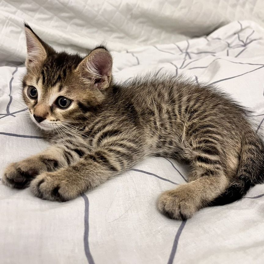 Беспородные котята