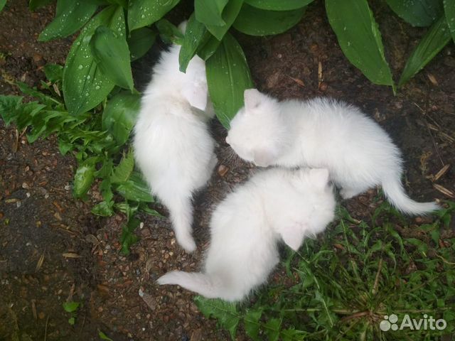 Белые пушистики