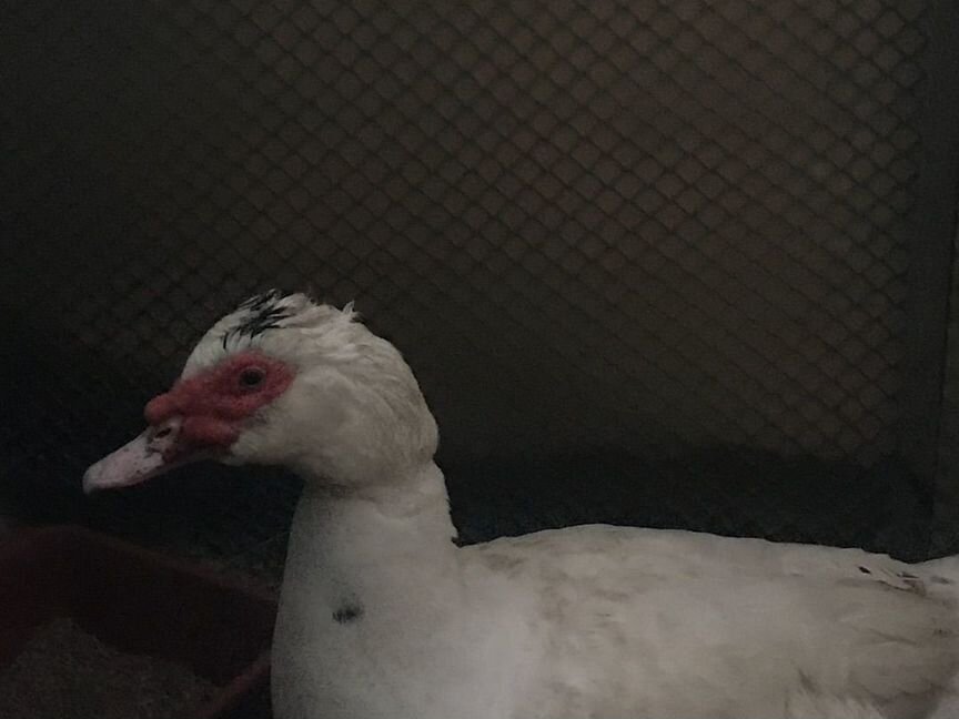 Селезень индоутки