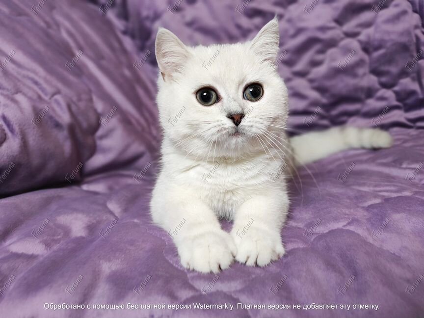 Британские короткошёрстные котята