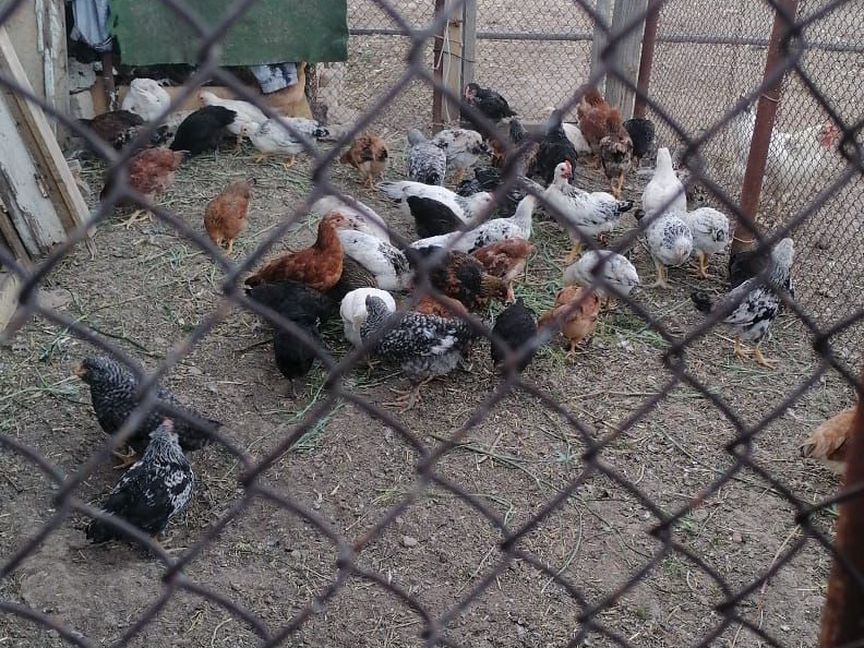 Циплята домашние 2-3 месяца