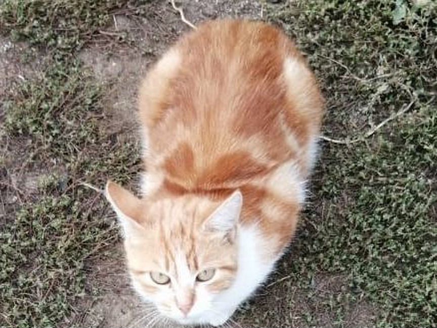 Кошка рыжая красоточка