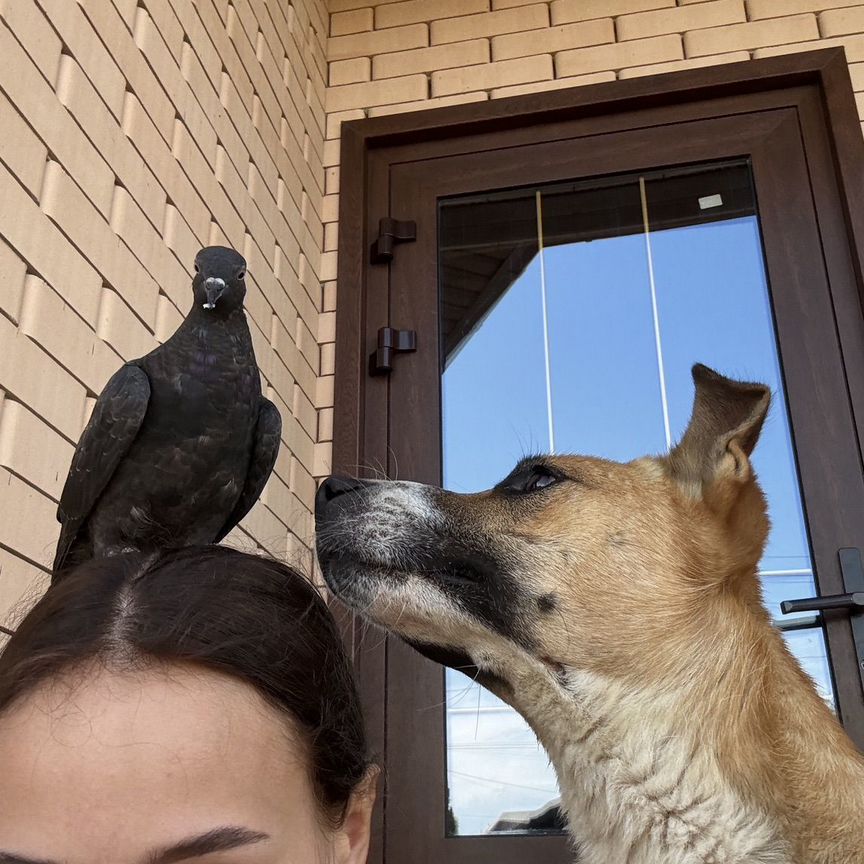 Невероятно умный пес