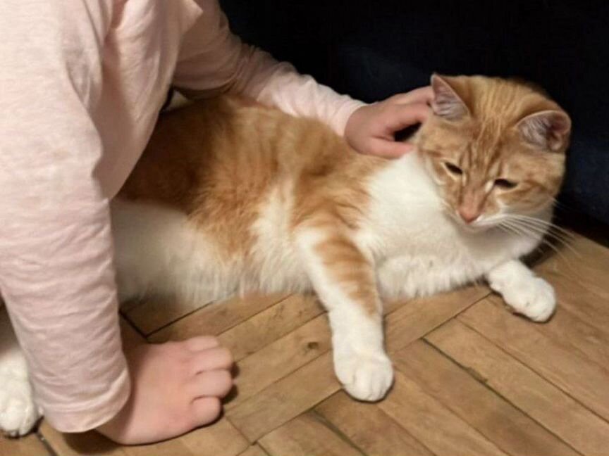 Спасите котика