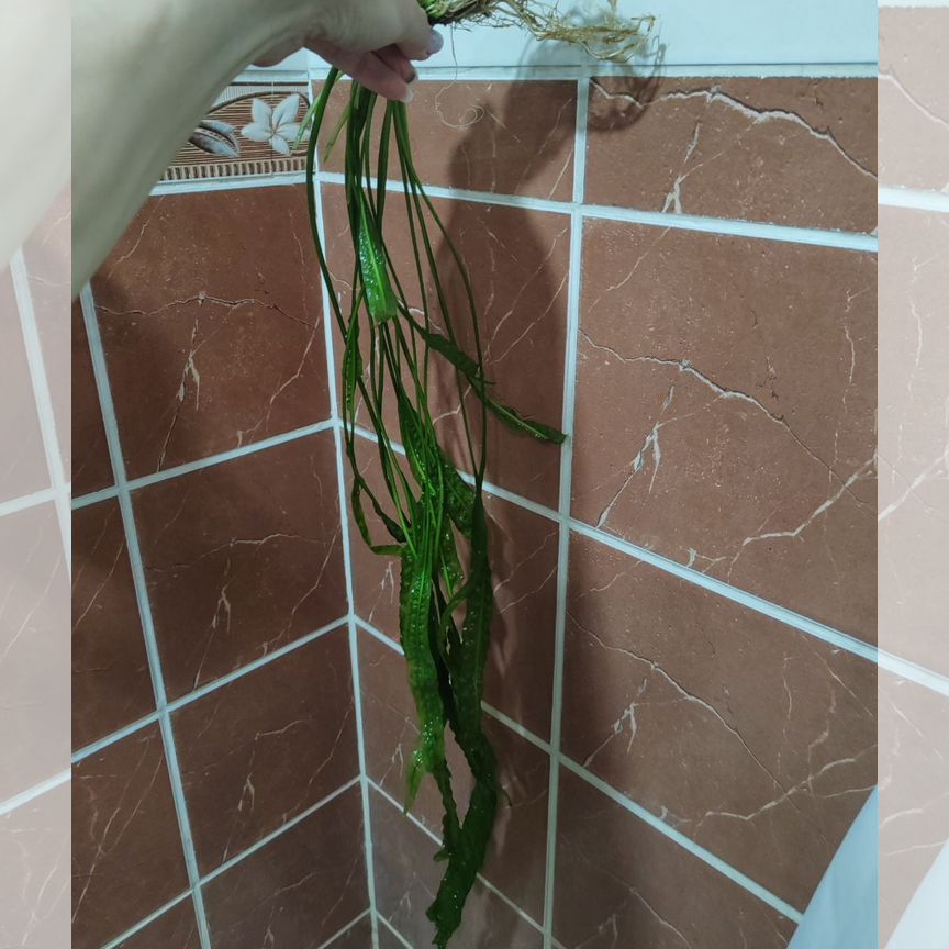 Аквариумные растения