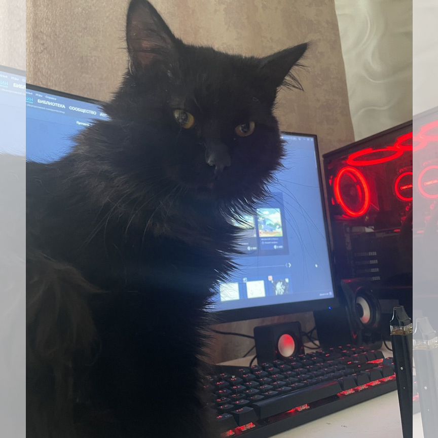 Сибирский, взрослый кот