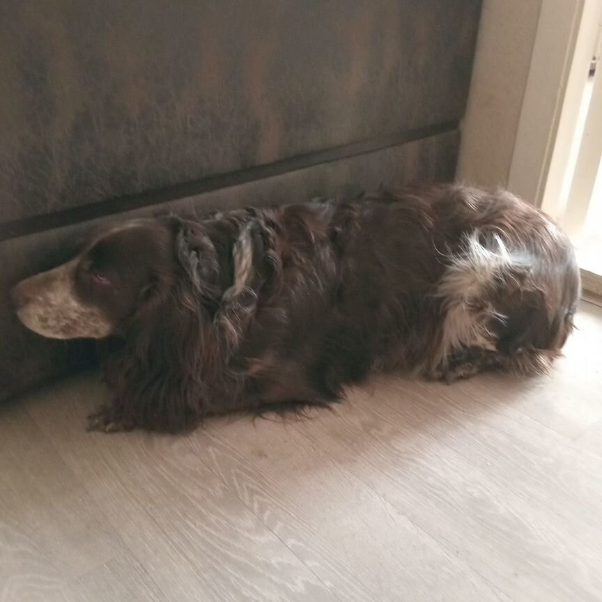 Русский охотничий спаниель, взрослая собака