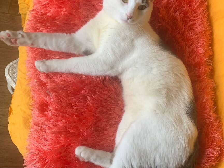 Добрыня кот без затей