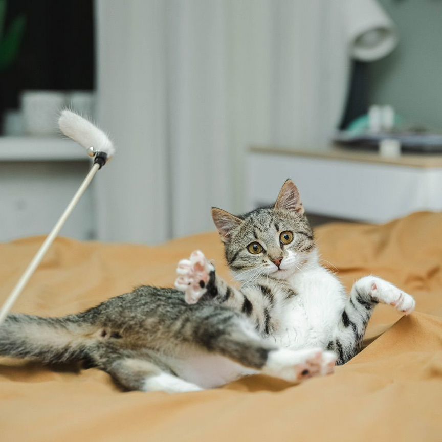 Котенок Холли ищет дом